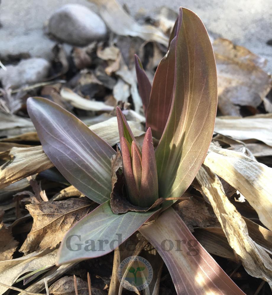 Orange Sneezeweed (Hymenoxys hoopesii) - Garden.org