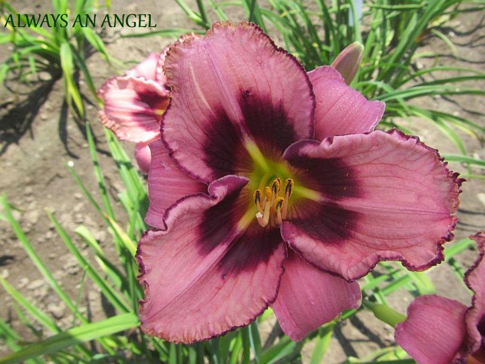 Happy Valentine's Day! in the Daylilies forum - Garden.org