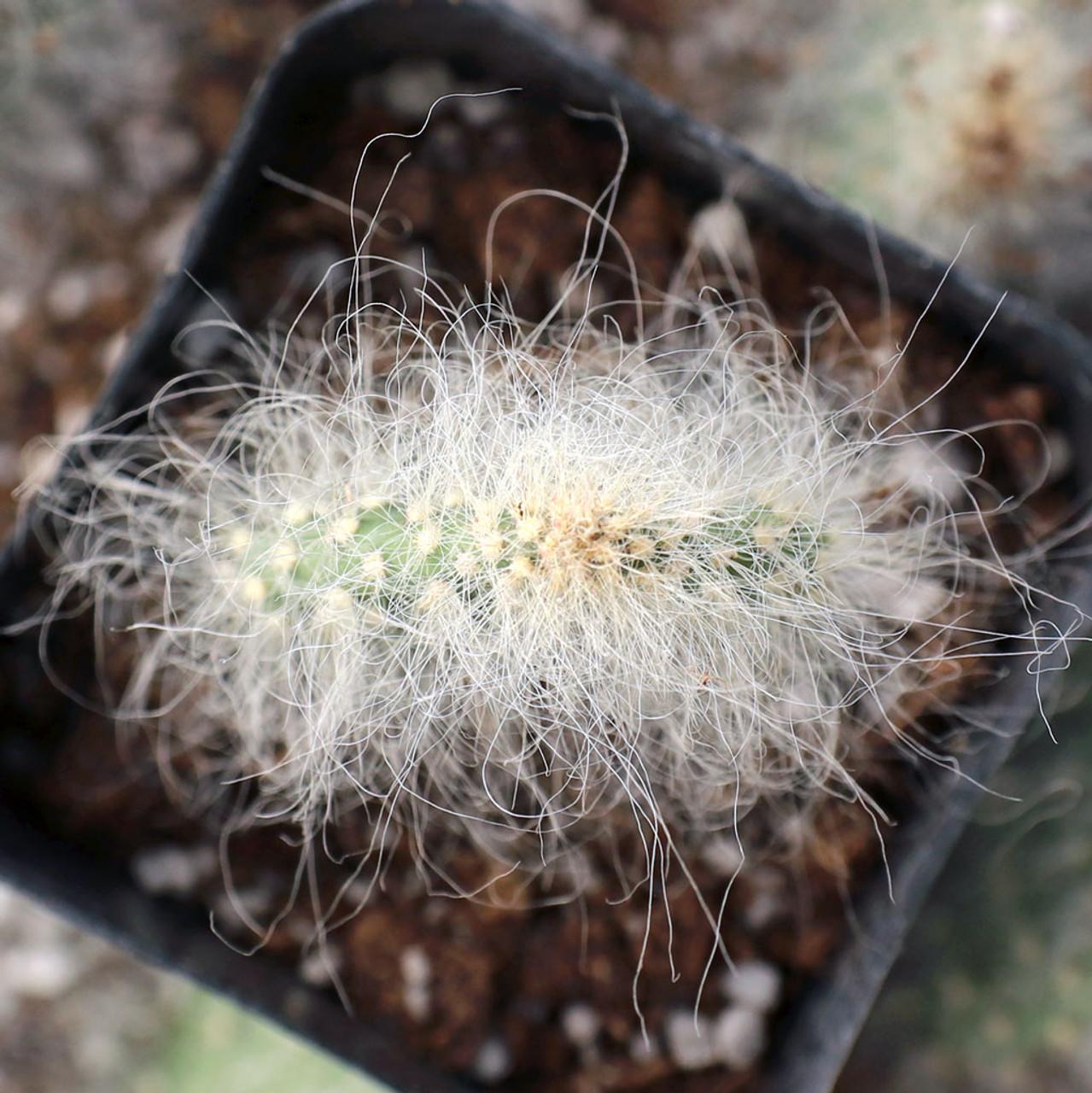 Photo of the thorns, spines, prickles or teeth of Pricklypear (Opuntia ...