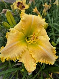 Daylily (Hemerocallis 'Chick a Saurus') in the Daylilies Database ...