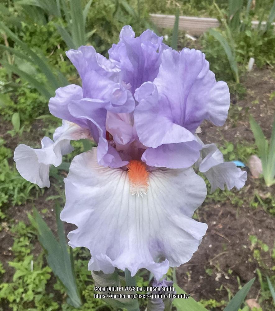 Photo of the bloom of Tall Bearded Iris (Iris 'Belgian Princess') posted by Lbsmitty - Garden.org