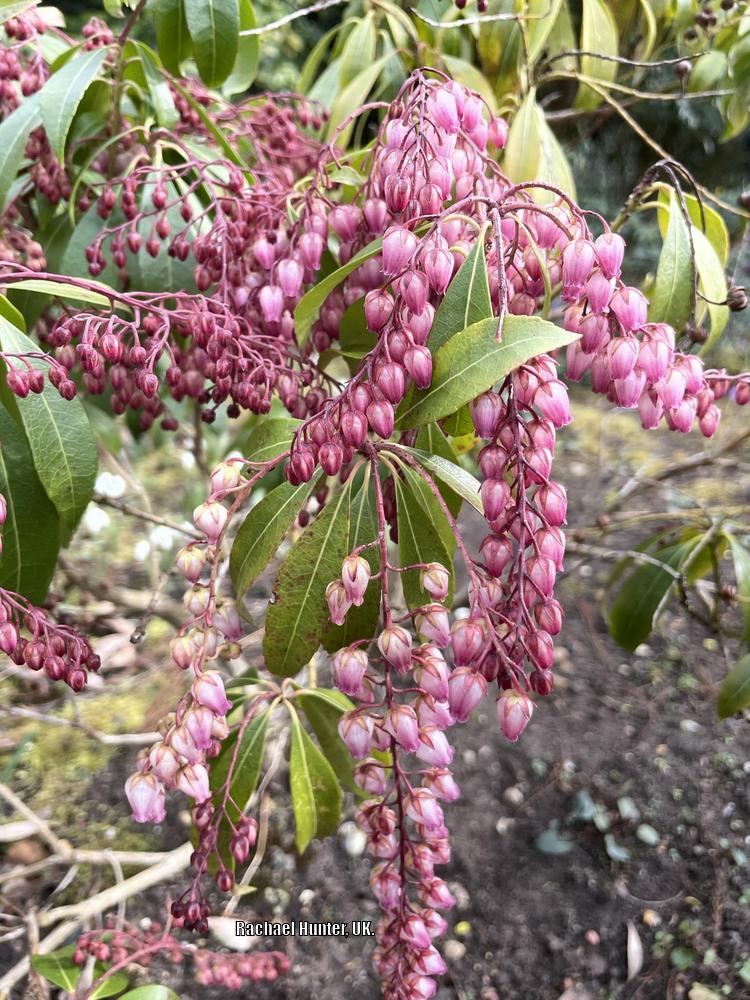 Photo of the bloom of Japanese Andromeda (Pieris japonica 'Katsura ...