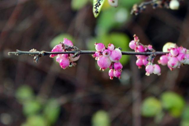Purple Snowberries ? in the Plant ID forum - Garden.org