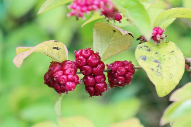 Purple Snowberries ? in the Plant ID forum - Garden.org
