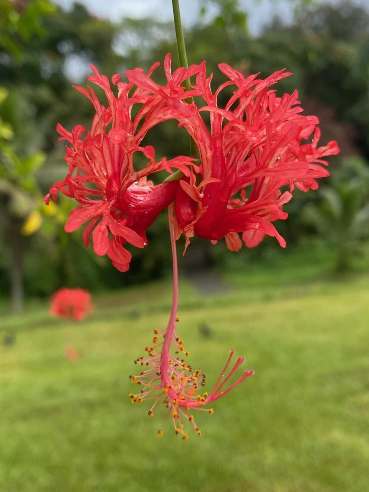 Photo of the bloom of Chinese Lanterns (Hibiscus schizopetalus) posted ...