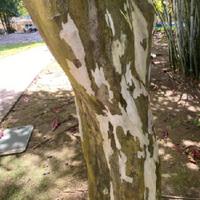 Photo of the stem, scape, stalk or bark of Leopard Tree (Libidibia ...