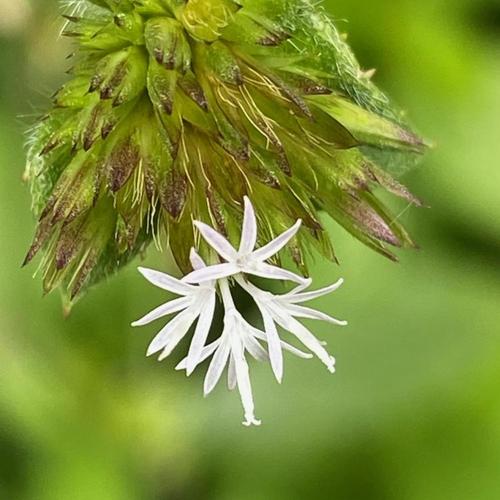 Elephantopus (Elephantopus mollis) - Garden.org