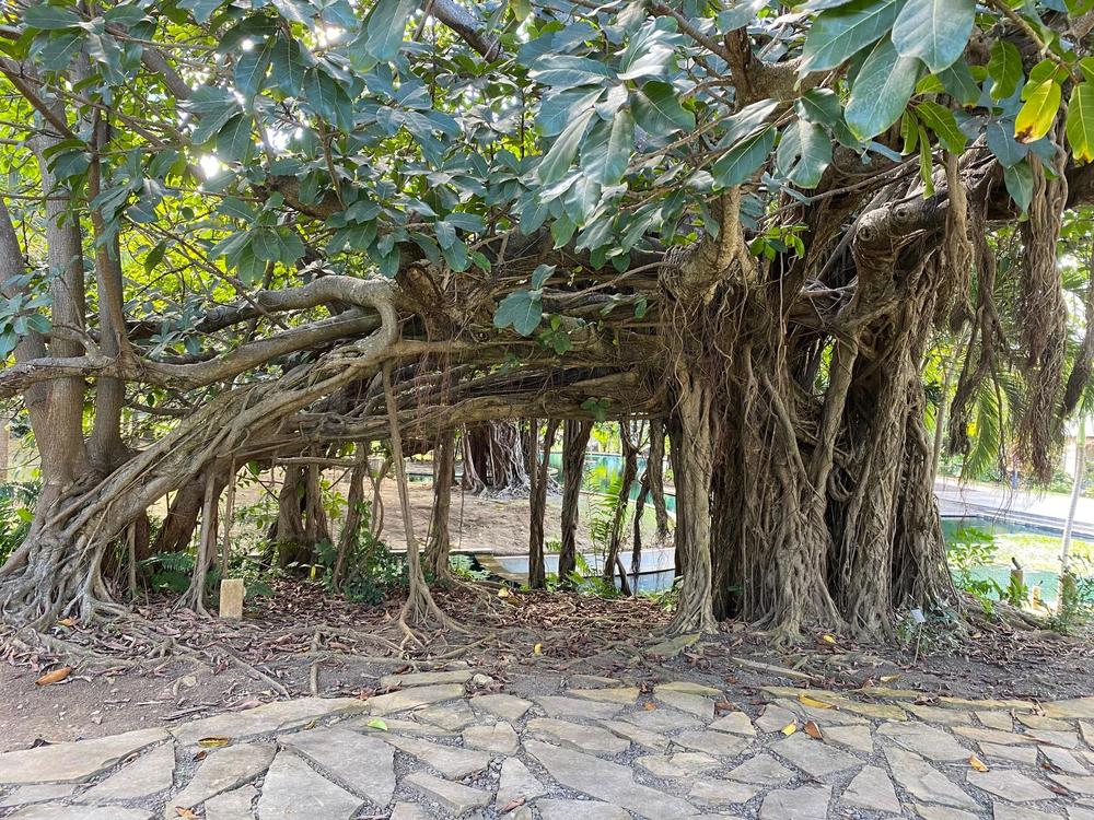 West African Rubbertree (Ficus lutea) - Garden.org