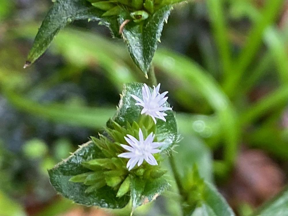 Photo of the bloom of Elephantopus (Elephantopus mollis) posted by SL ...