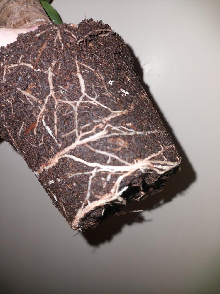 Is this Root Rot for my Spineless Yucca Plant?? in the Ask a Question ...