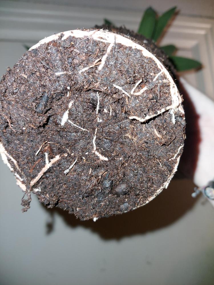 Is this Root Rot for my Spineless Yucca Plant?? in the Ask a Question ...