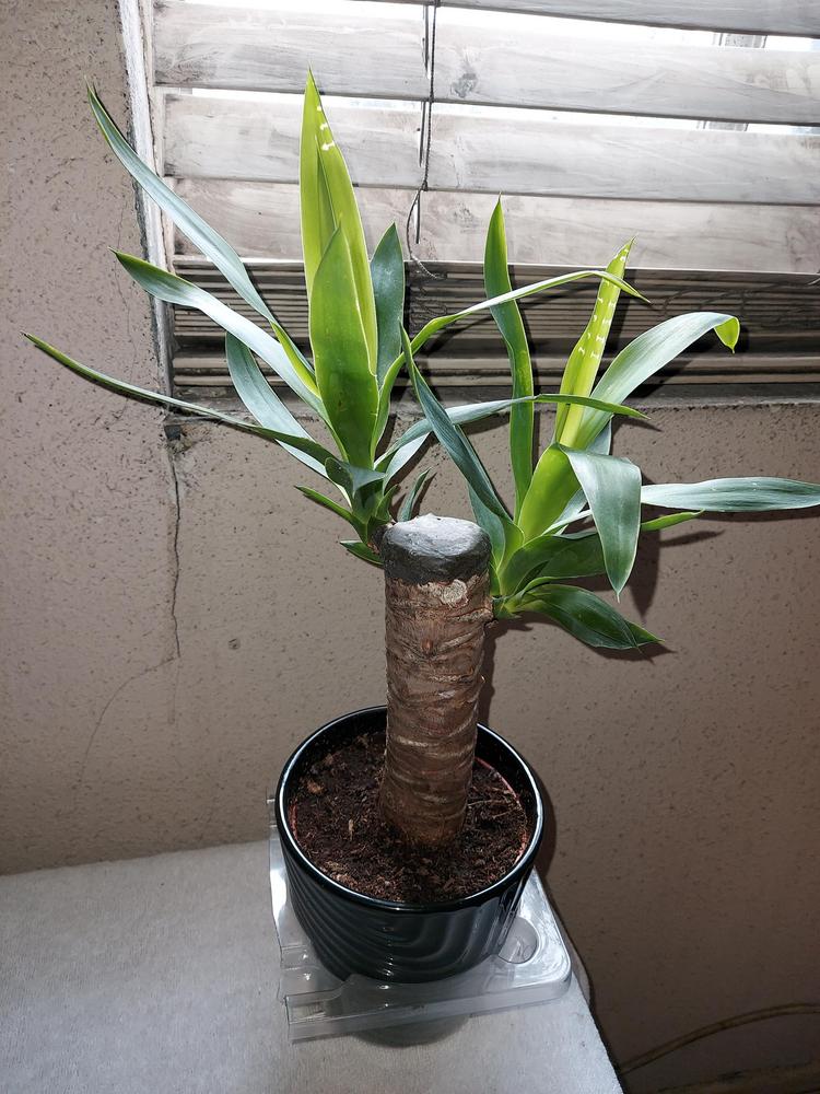 Is this Root Rot for my Spineless Yucca Plant?? in the Ask a Question ...