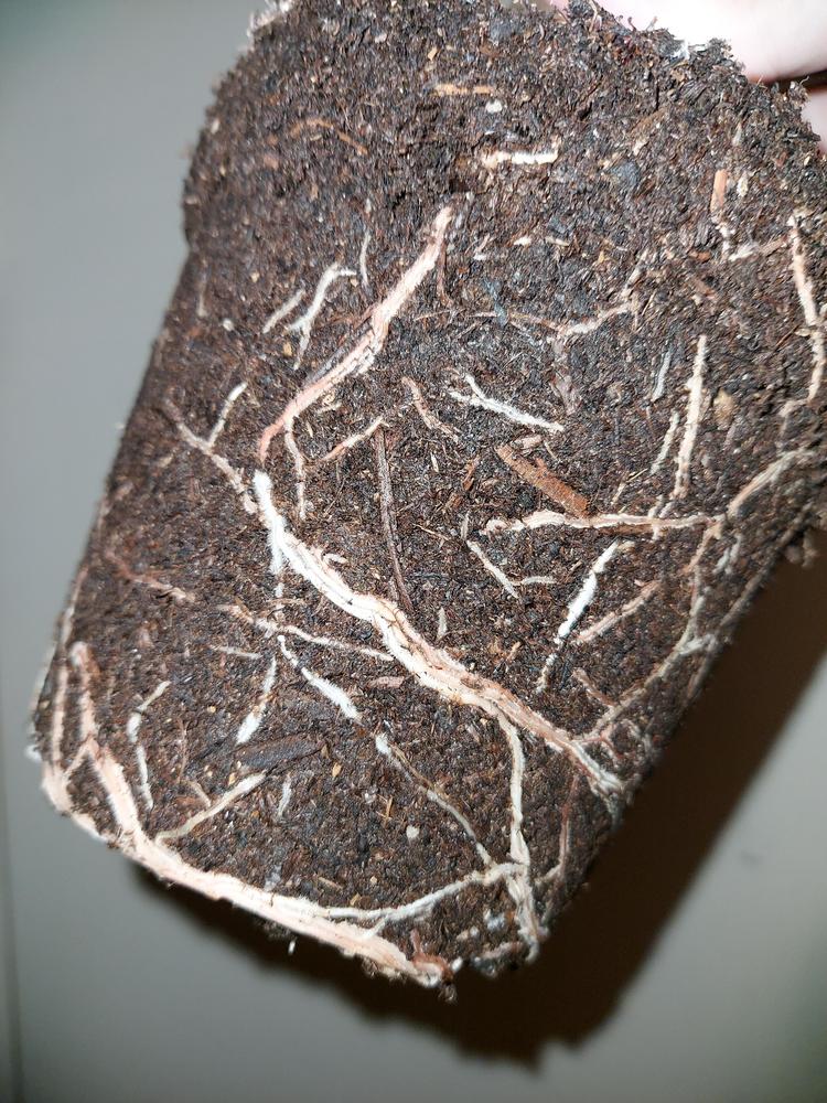 Is this Root Rot for my Spineless Yucca Plant?? in the Ask a Question ...