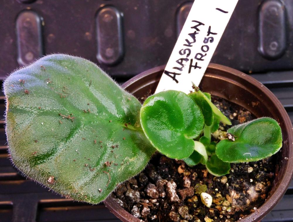 Photo of the seedling or young plant of African Violet (Streptocarpus ...
