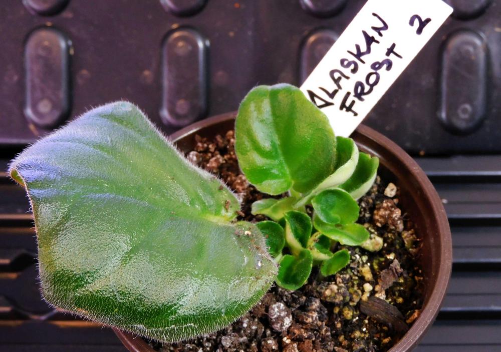 Photo of the emerging growth of African Violet (Streptocarpus 'Alaskan ...