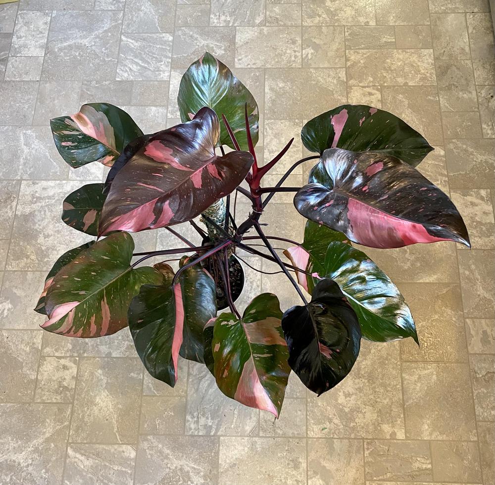 Photo of the entire plant of Blushing Philodendron (Philodendron ...