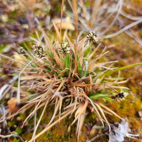 Arctic Woodrush (Luzula nivalis) - Garden.org