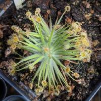 Photo of the entire plant of Sundew (Drosera broomensis) posted by ...