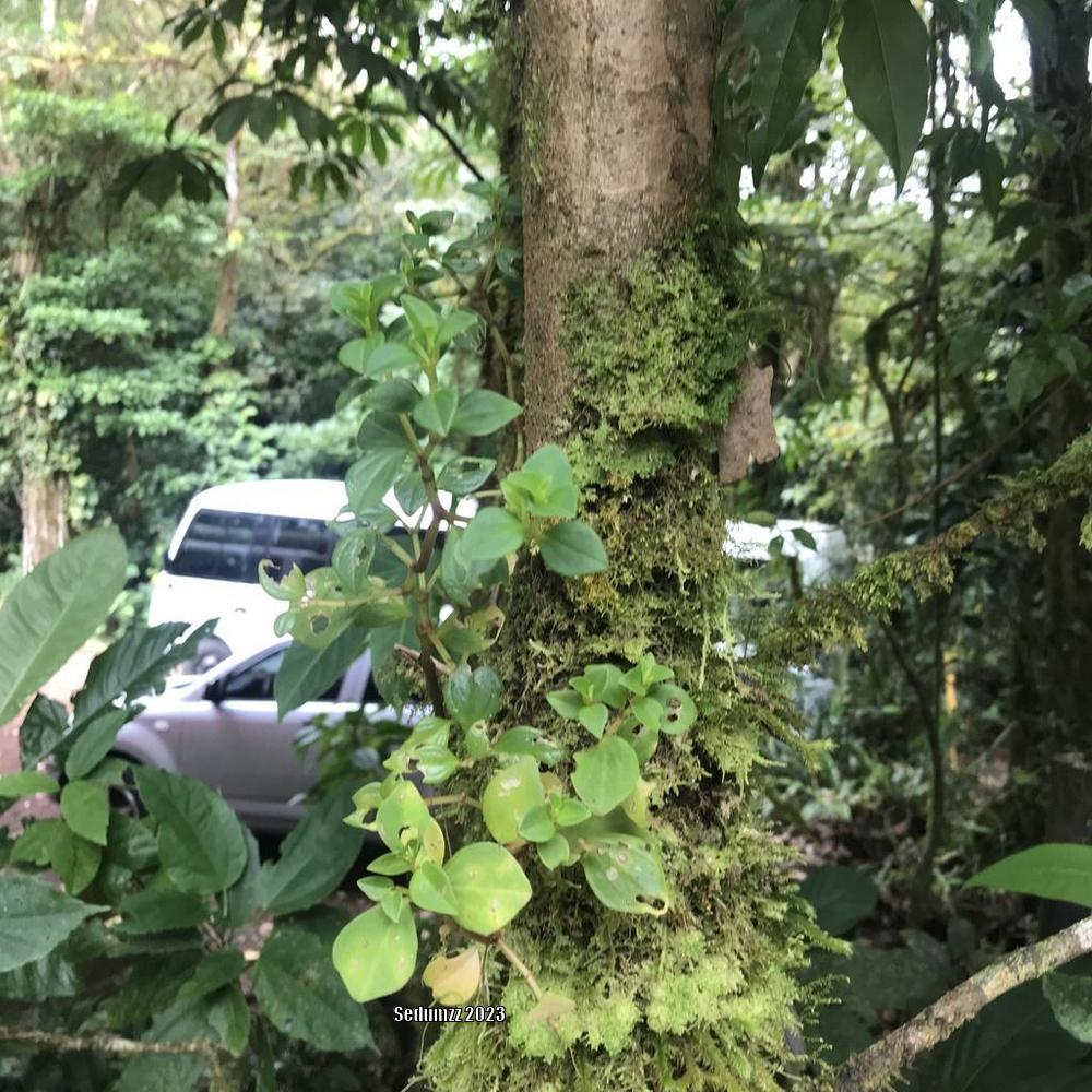 Photo of the entire plant of Peperomia hylophila posted by sedumzz ...