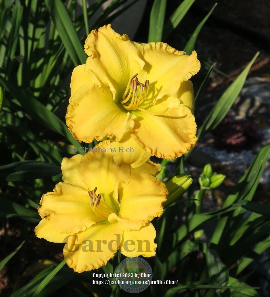 Photo of the entire plant of Daylily (Hemerocallis 'Polly Wolly Doodle') posted by Char - Garden.org