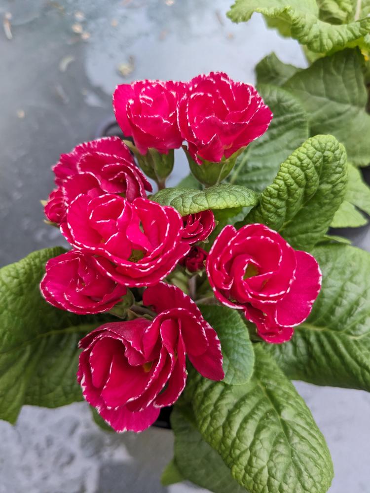 Photo of the bloom of Primrose (Primula acaulis Primlet® Rose with Edge ...