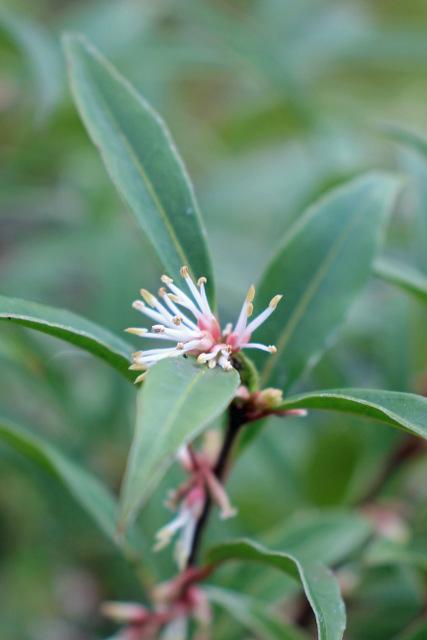 Christmas Box (Sarcococca hookeriana var. digyna) - Garden.org