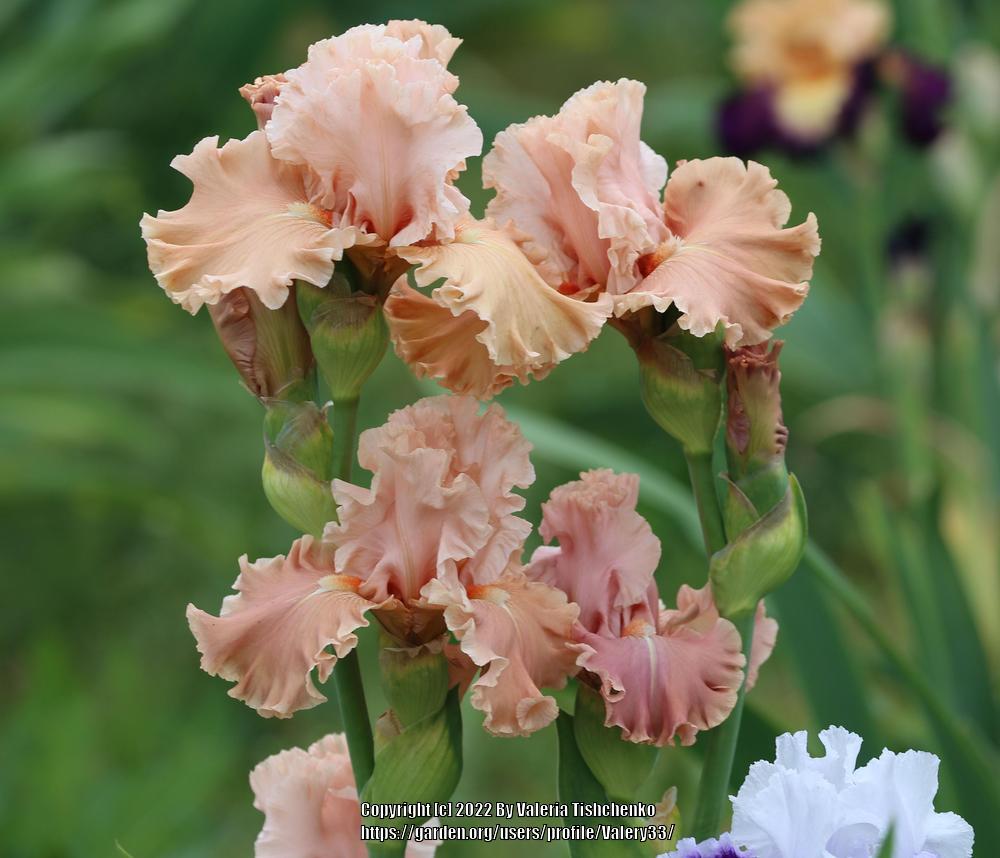Photo of the bloom of Tall Bearded Iris (Iris 'Hello Romance') posted ...