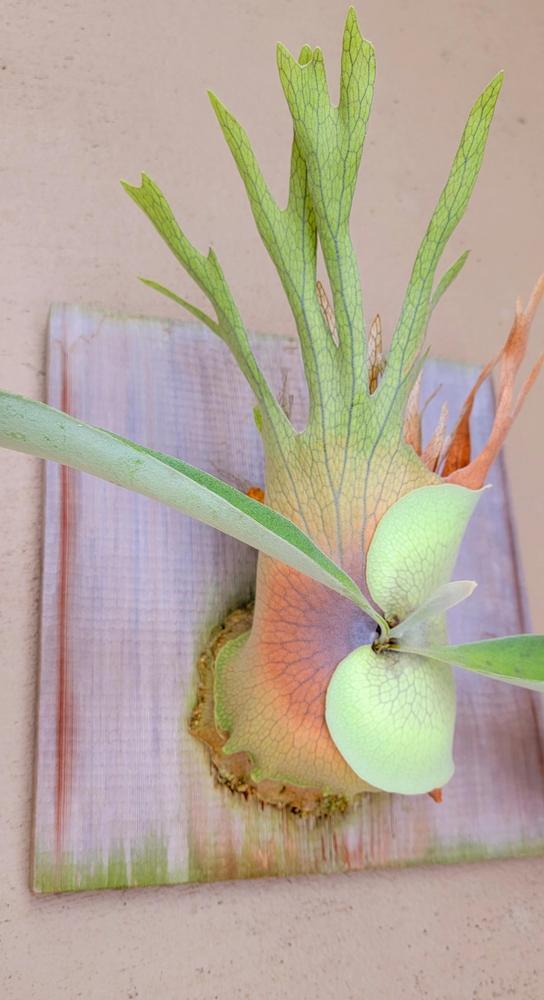 Platycerium alcicorne - Garden.org