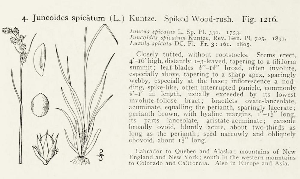 Photo of the documentation of Spiked Woodrush (Luzula spicata) posted ...