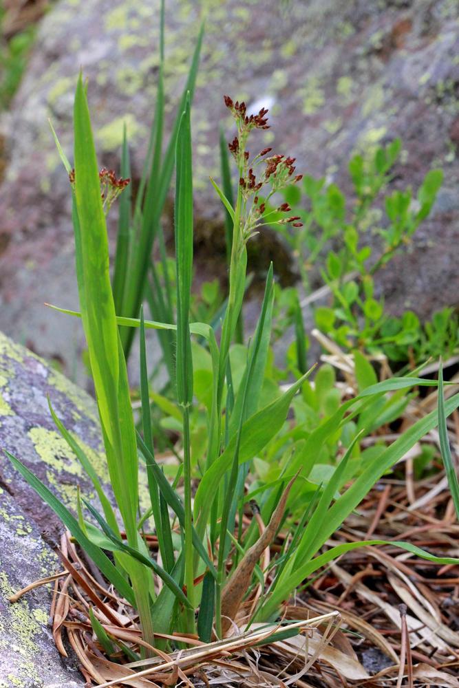 Photo of the entire plant of Small-flowered Woodrush (Luzula parviflora ...
