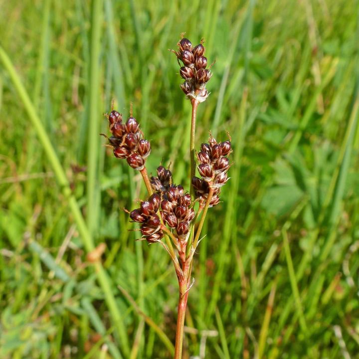 Many-flowered Woodrush (Luzula multiflora) - Garden.org