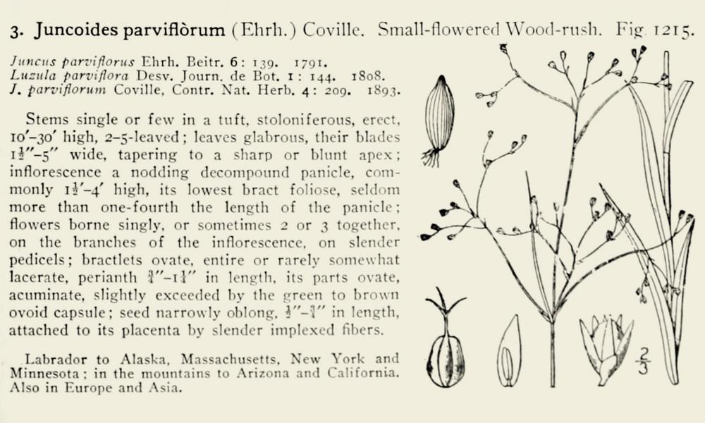 Photo of the documentation of Small-flowered Woodrush (Luzula ...