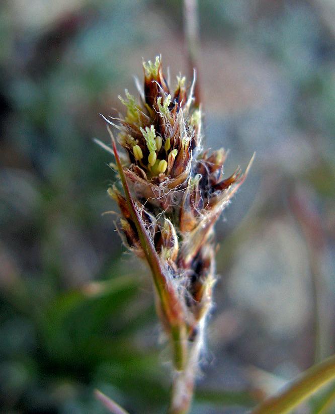 Photo of the bloom of Spiked Woodrush (Luzula spicata) posted by ...