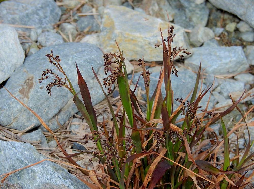 Photo of the entire plant of Spiked Woodrush (Luzula spicata) posted by ...