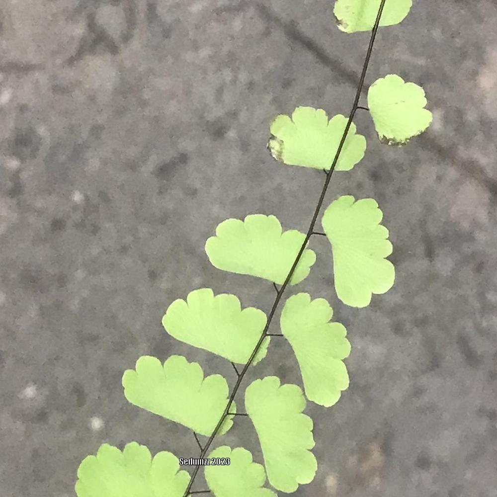Photo of the leaves of Walking Maidenhair Fern (Adiantum lunulatum ...
