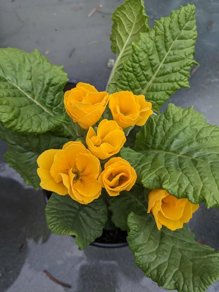 Photo of the entire plant of Primrose (Primula acaulis Primlet® Golden ...