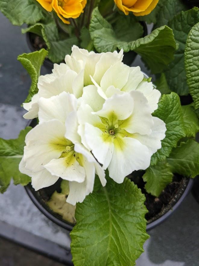 Photo of the entire plant of Primrose (Primula acaulis Primlet® White ...