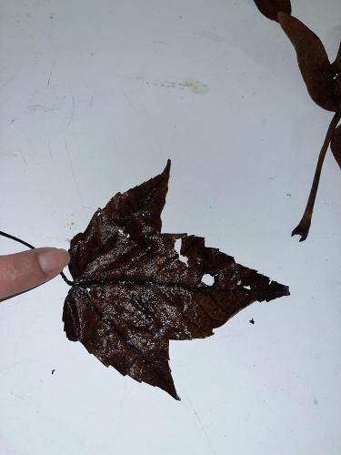 Can anyone help me determine what sort of maple leaf this is ? in the ...