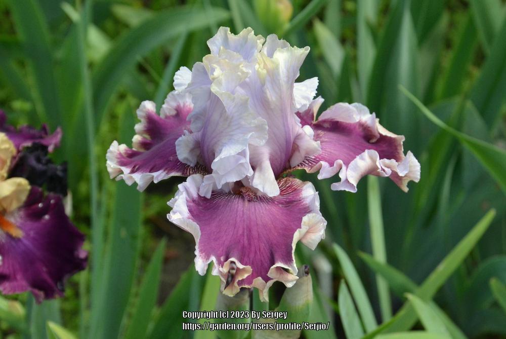 Photo of the bloom of Tall Bearded Iris (Iris 'Heart Racer') posted by ...