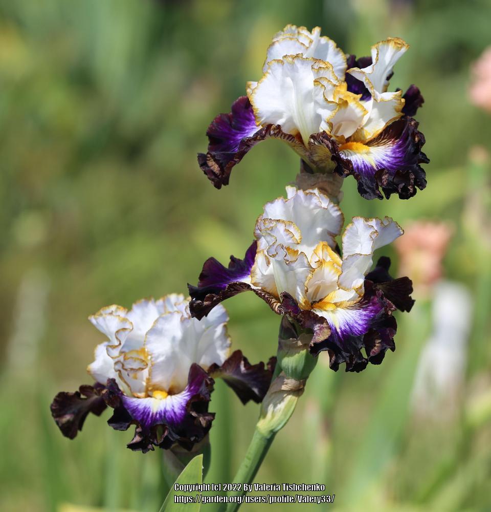 Tall Bearded Iris (Iris 'Night's Edge') in the Irises Database - Garden.org