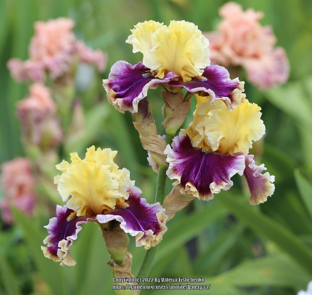 Tall Bearded Iris (Iris 'Carnival Capers') in the Irises Database ...