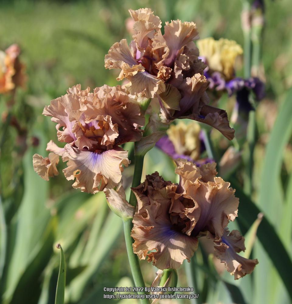 Photo of the bloom of Tall Bearded Iris (Iris 'Dragon Dance') posted by ...