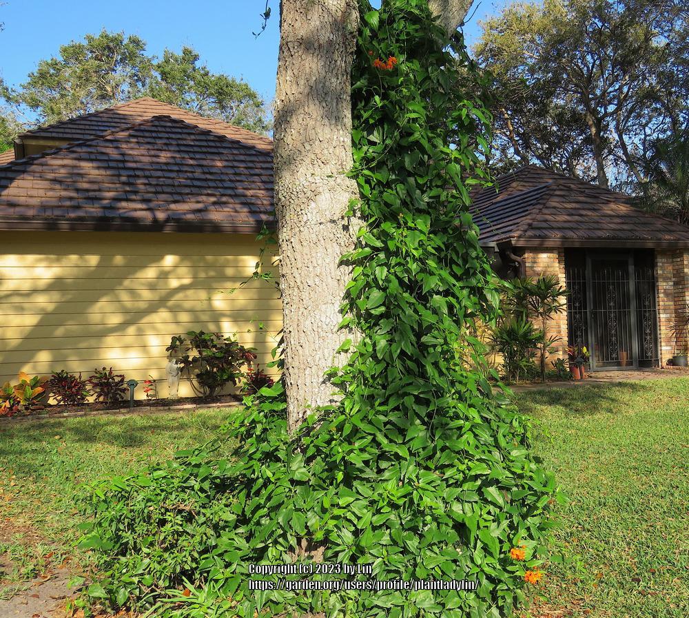 Photo of the entire plant of Mexican Flame Vine (Pseudogynoxys ...