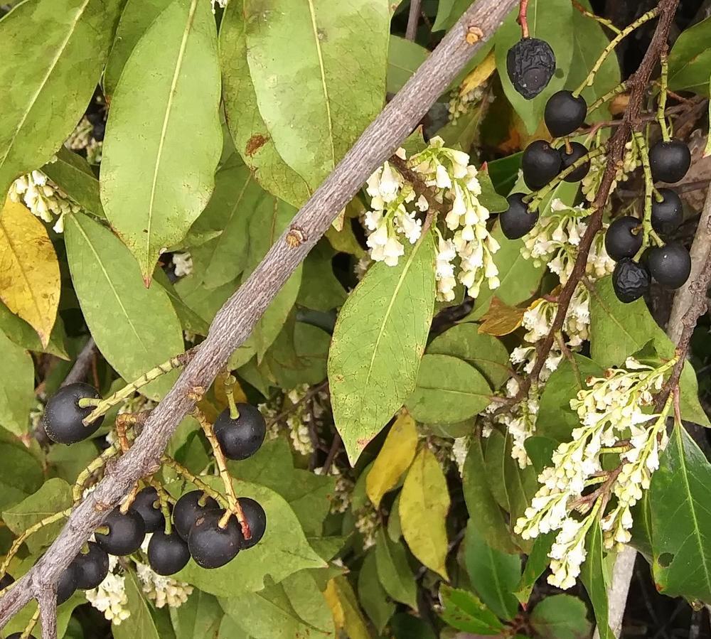 Photo of the bloom of Carolina Laurel Cherry (Prunus caroliniana ...