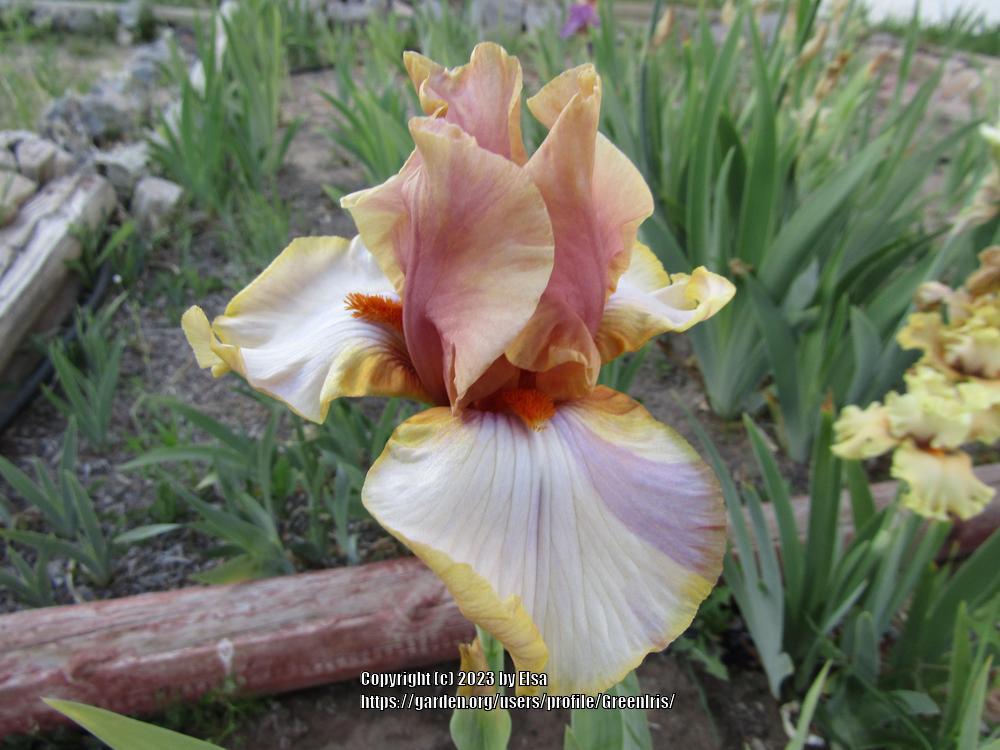 Photo of the bloom of Tall Bearded Iris (Iris 'Maui Wowie') posted by GreenIris - Garden.org
