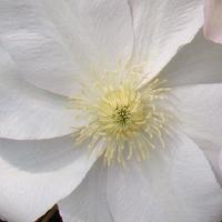 Clematis 'Moonlight' in the Clematis Database - Garden.org