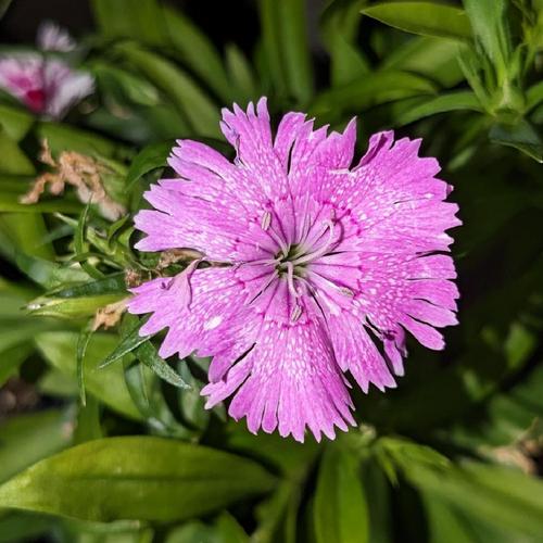 Dianthus Floral Lace™ True Rose in the Dianthus Database - Garden.org