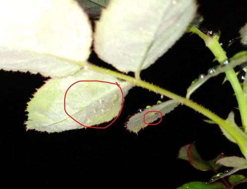 Desperate for Help - My Roses Are Dying! in the Roses forum - Garden.org