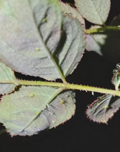 Desperate for Help - My Roses Are Dying! in the Roses forum - Garden.org