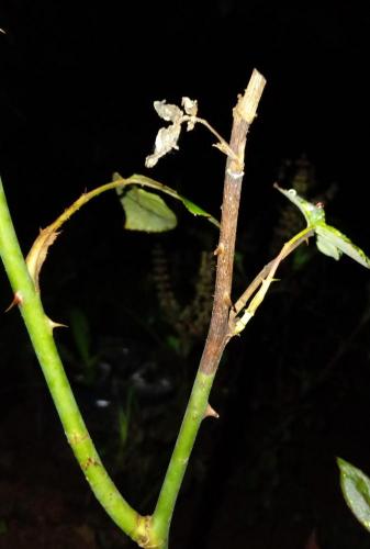 Desperate for Help - My Roses Are Dying! in the Roses forum - Garden.org